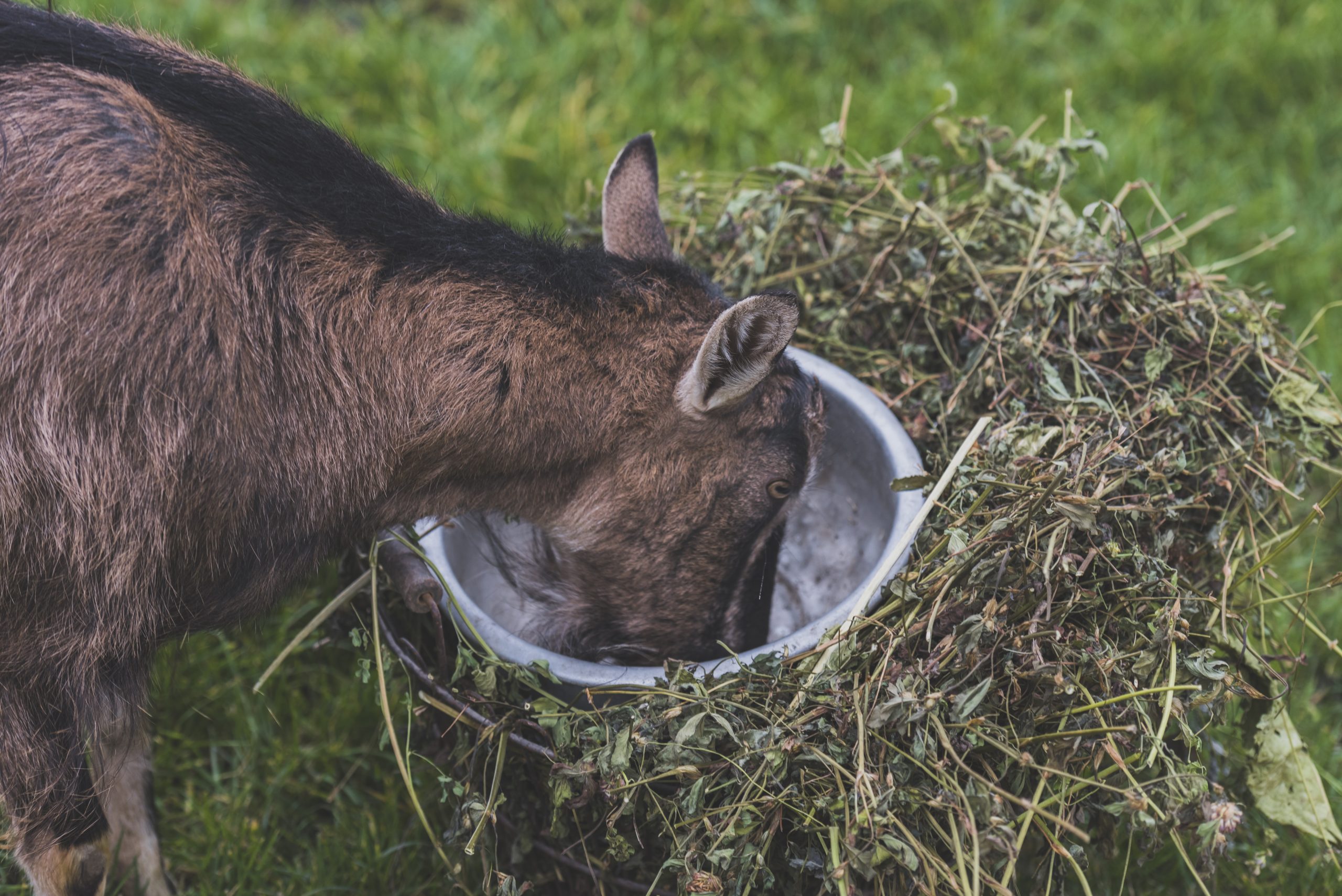 289 Million : The Versele-Laga Empire - From Grocer to Animal Nutrition ...