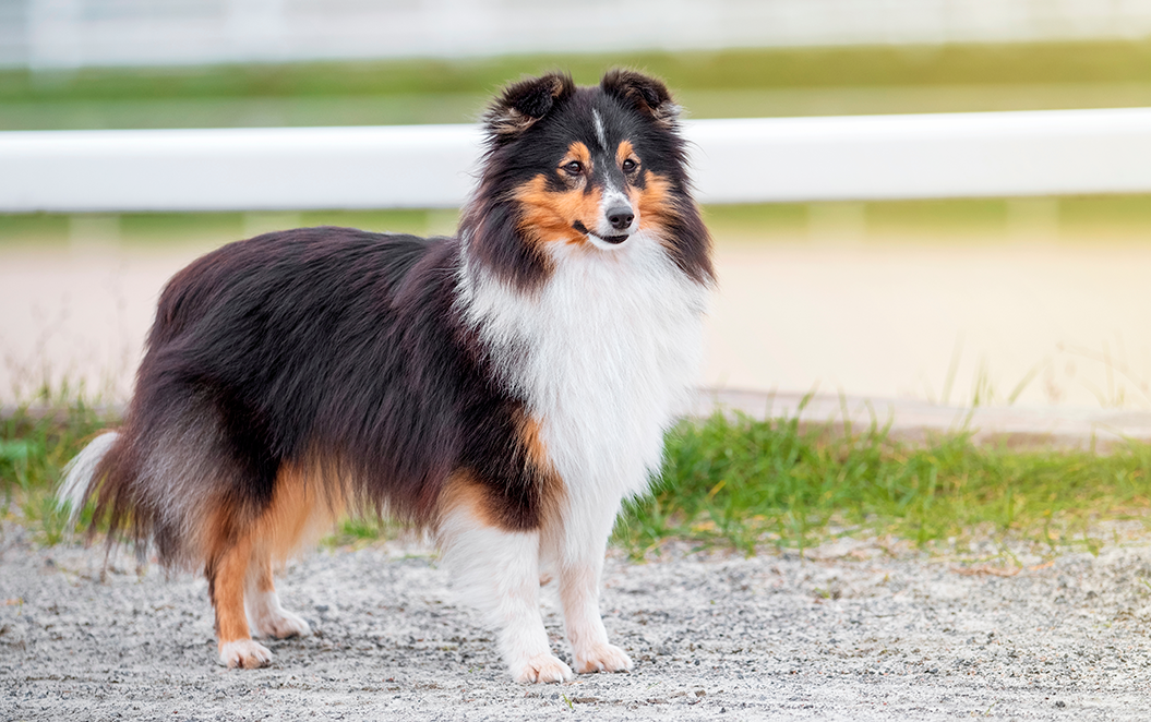 Top 10 Most Popular Dogs In Canada In 2025 - Lama Fortune