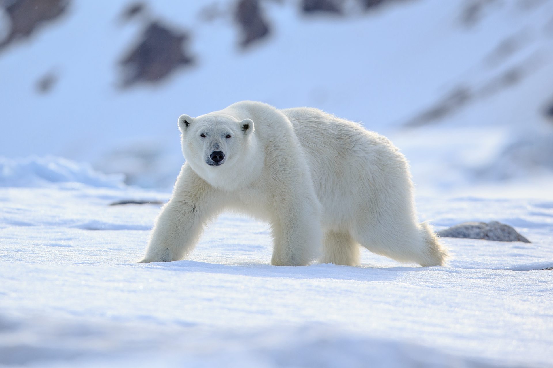 Les 10 Especes Animales Les Plus Emblematiques Du Canada : Découvrez ...