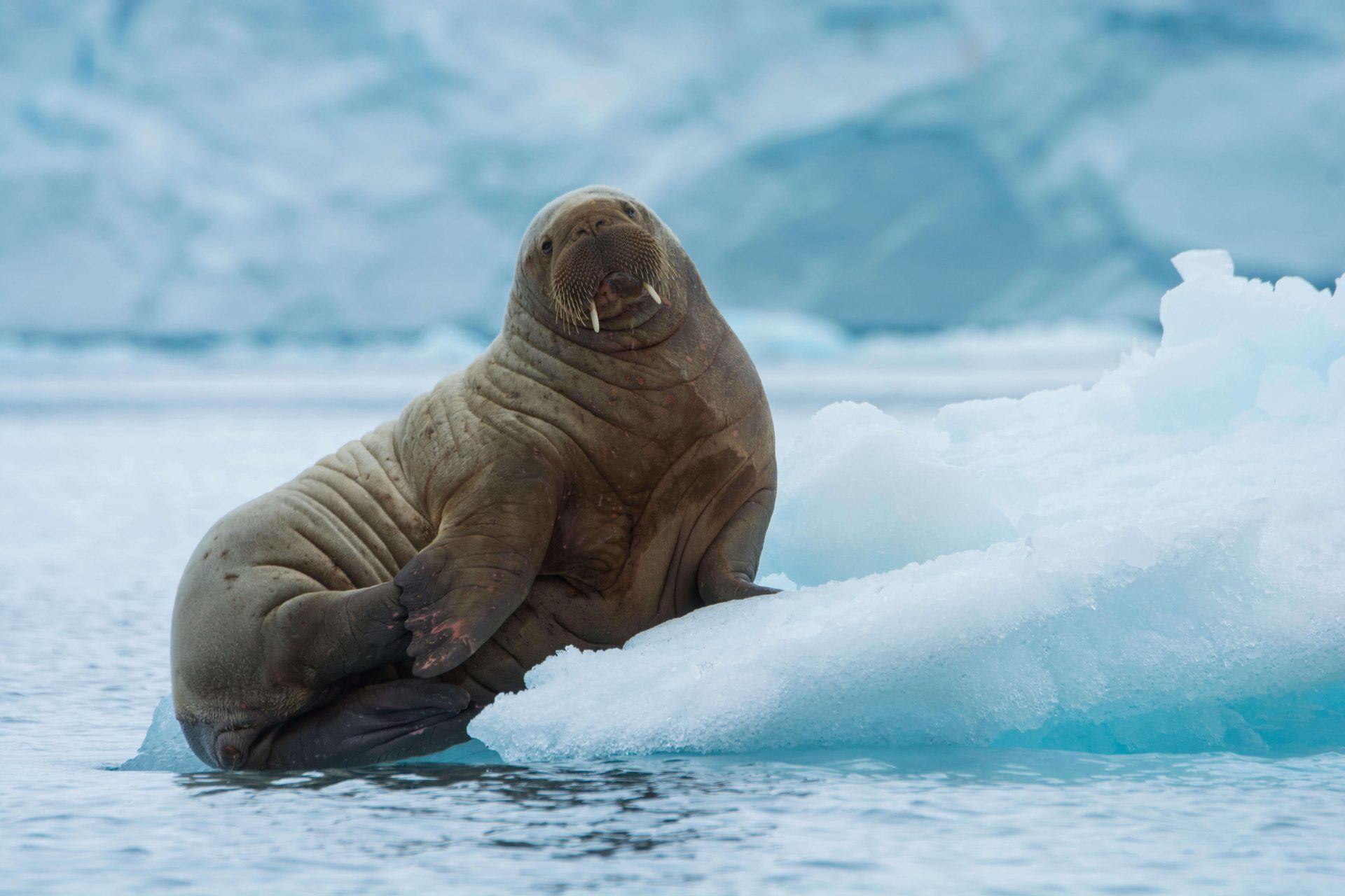 Les 10 Especes Animales Les Plus Emblematiques Du Canada : Découvrez ...